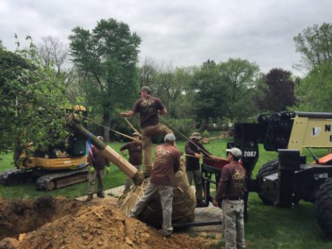 Planting Big Trees: Do It Like A Landscaper | Terren Landscapes