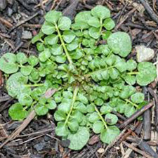 Spring Weeds Are Here. Are You Prepared? | Terren Landscapes