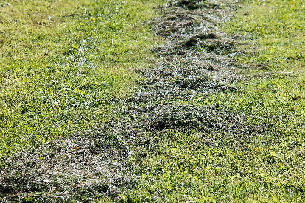 How To Cut Your Lawn Like A Pro | Terren Landscapes