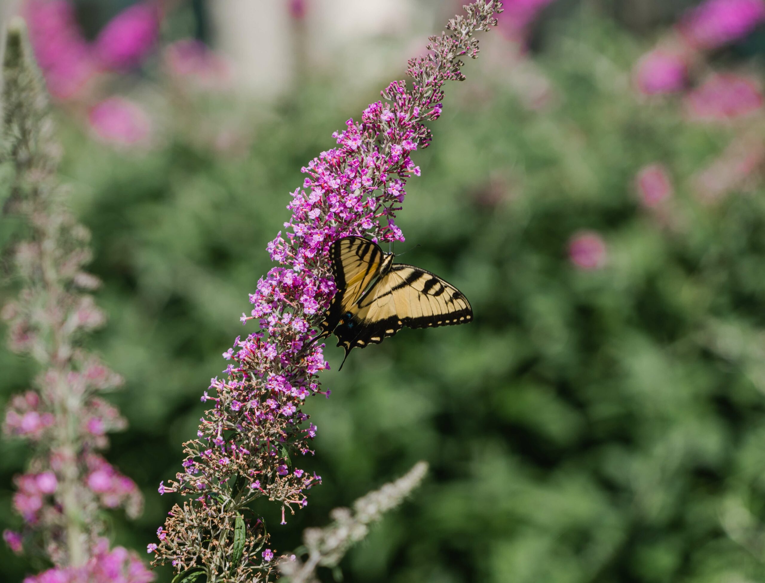 Top Plants for Supporting Bees, Butterflies, and Hummingbirds in ...